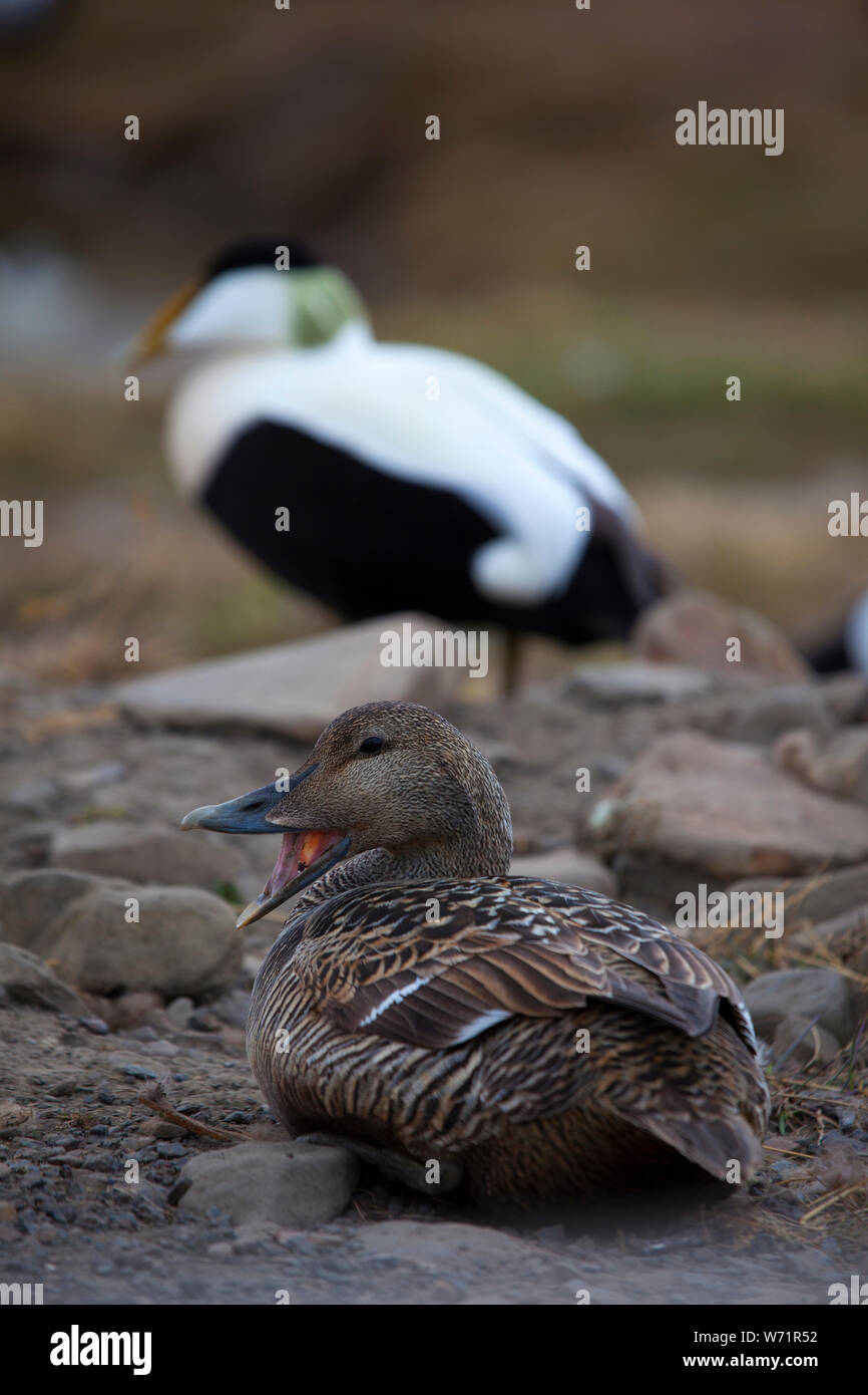 Common Eider Duck, Somateria mollissima near Longyearbyen, on the ...