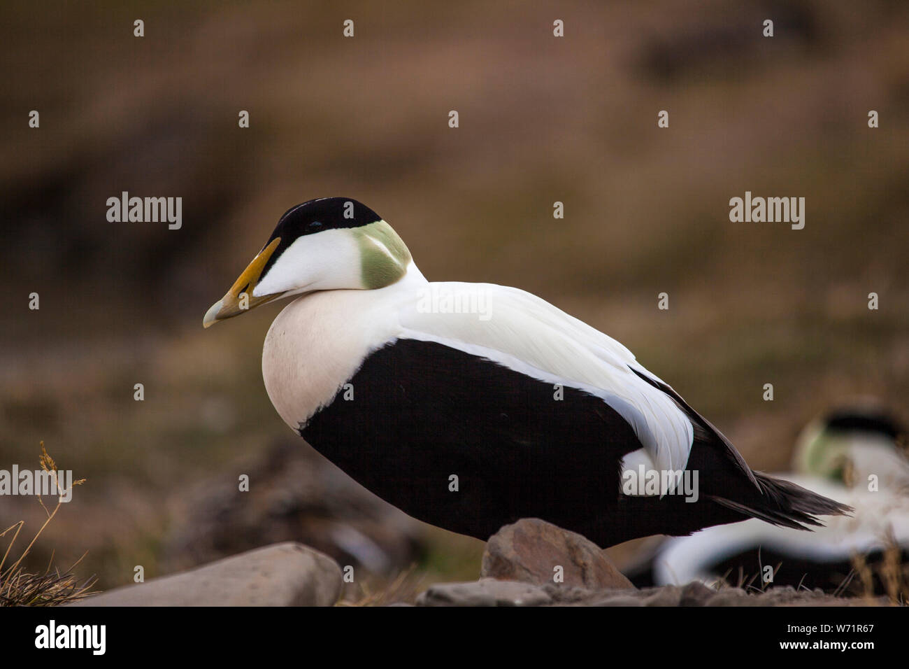 Eider nest hi-res stock photography and images - Alamy