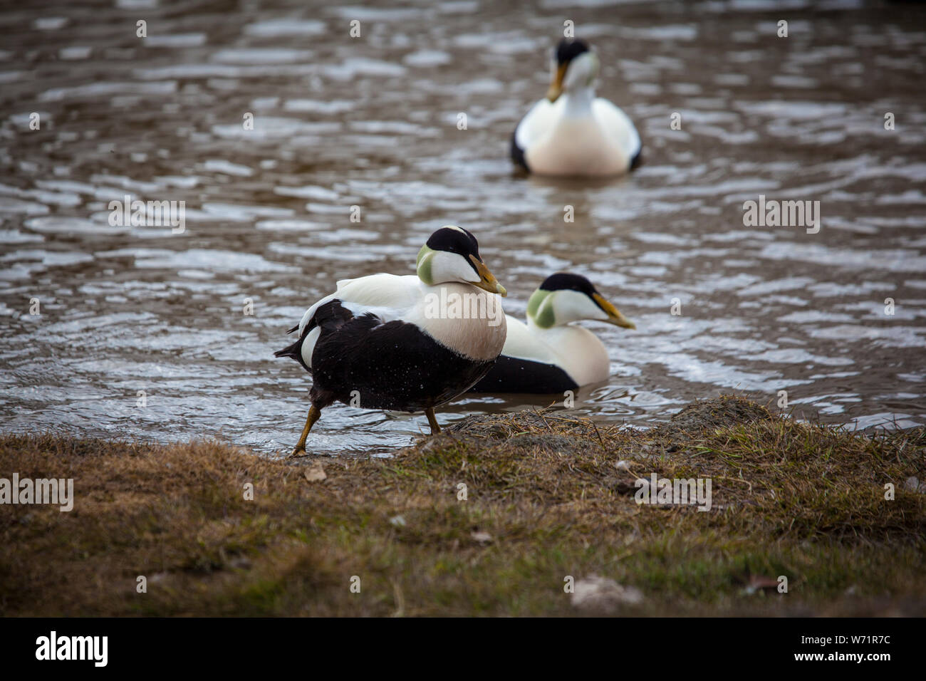Common Eider Duck, Somateria mollissima near Longyearbyen, on the ...