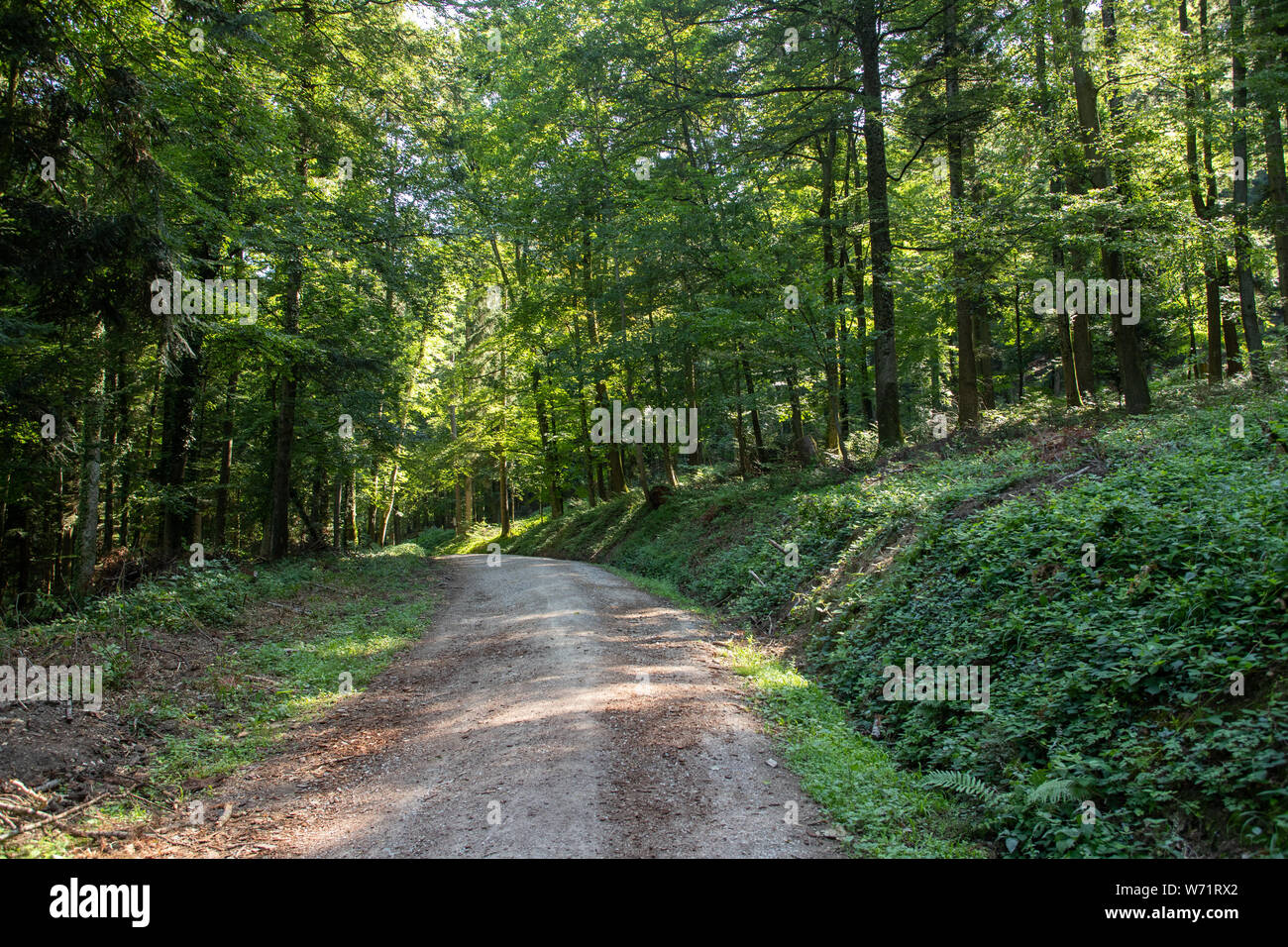 Foot path in the black forest near badenweiler Stock Photo - Alamy