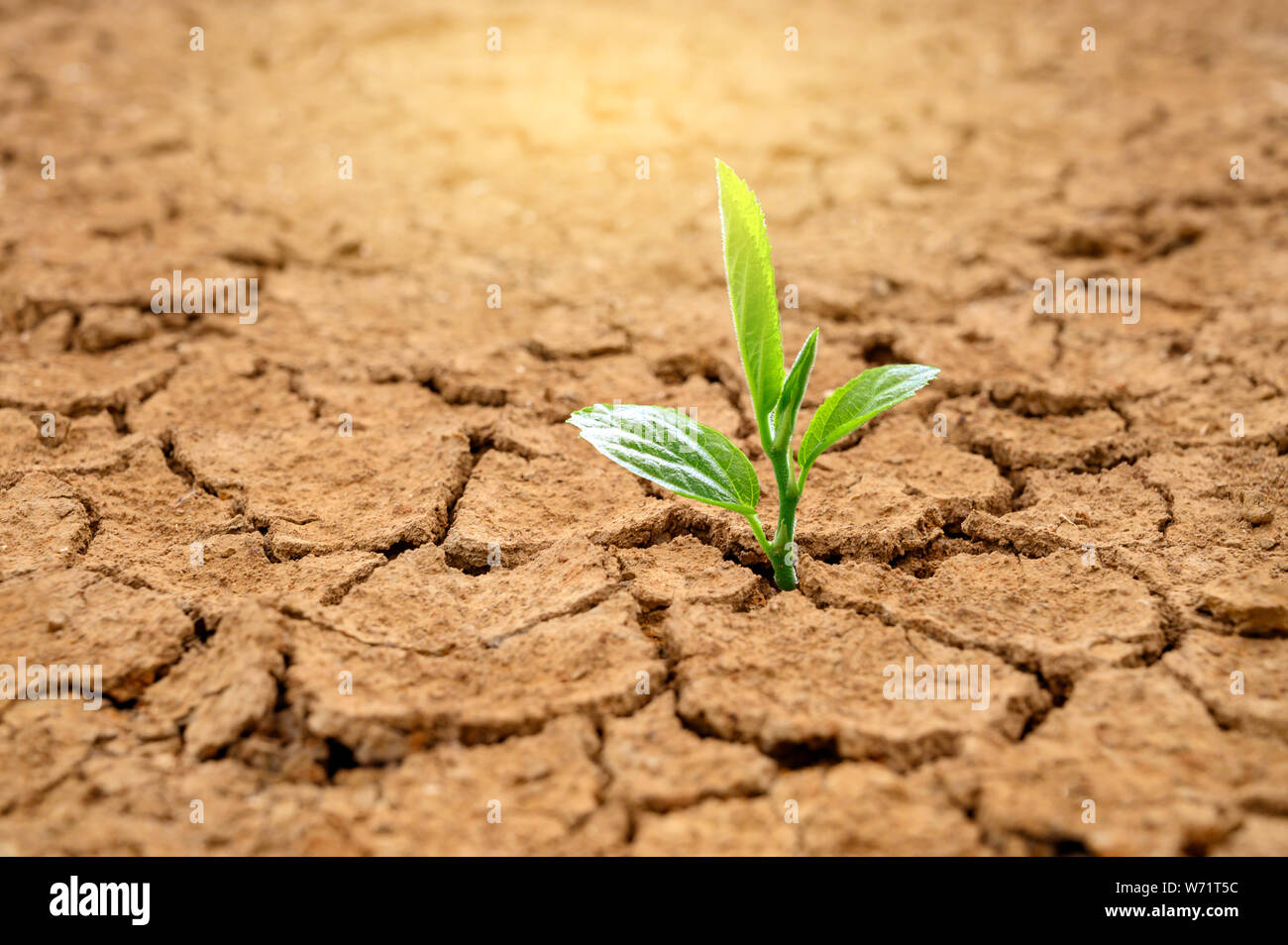 Trees are growing in dry ground Concept Forest and nature conservation ...