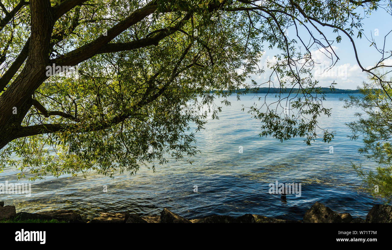 tree at lake Stock Photo - Alamy