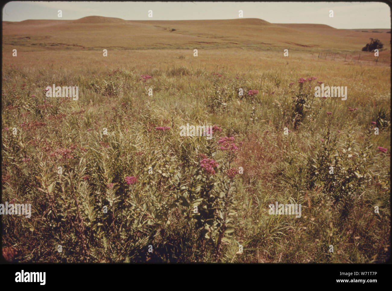 Prairie grass roots hi-res stock photography and images - Alamy