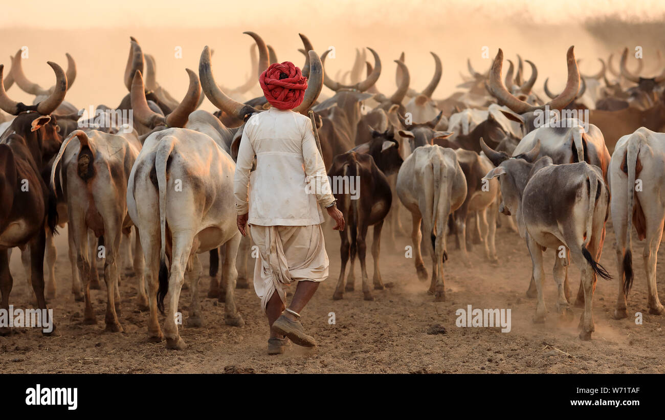 Animals of gujarat animals of kutch animals hi-res stock photography ...