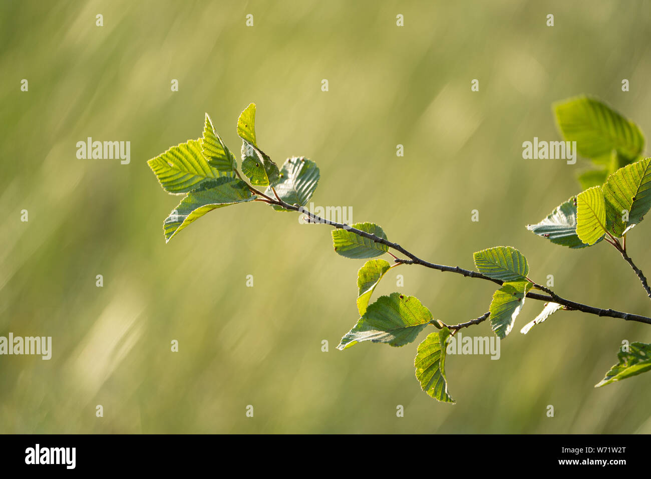 Beech tree leaves hi-res stock photography and images - Alamy