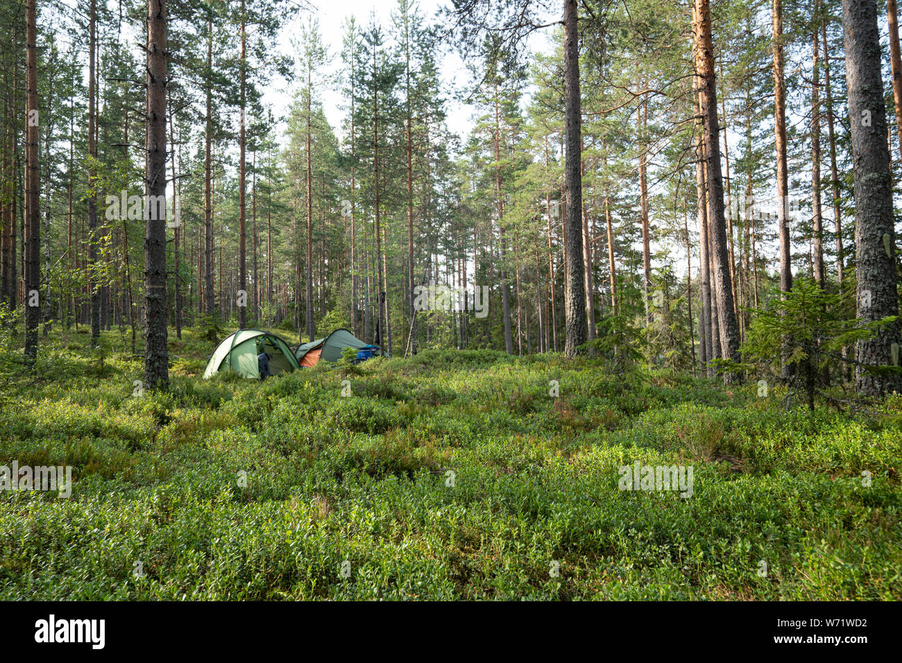 Wild camping in a forest Stock Photo - Alamy