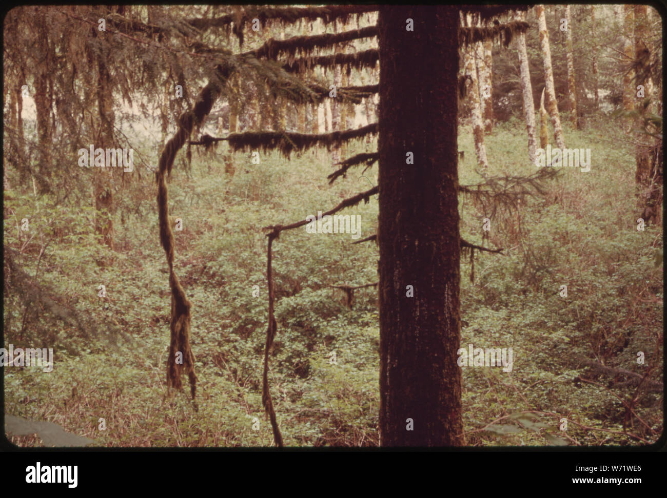 ALDER BOTTOM FLOOD BANKS OF THE QUEETS RIVER IN THE OLYMPIC NATIONAL ...
