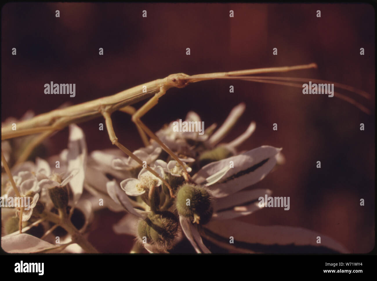 Overgrazed forest hi-res stock photography and images - Alamy