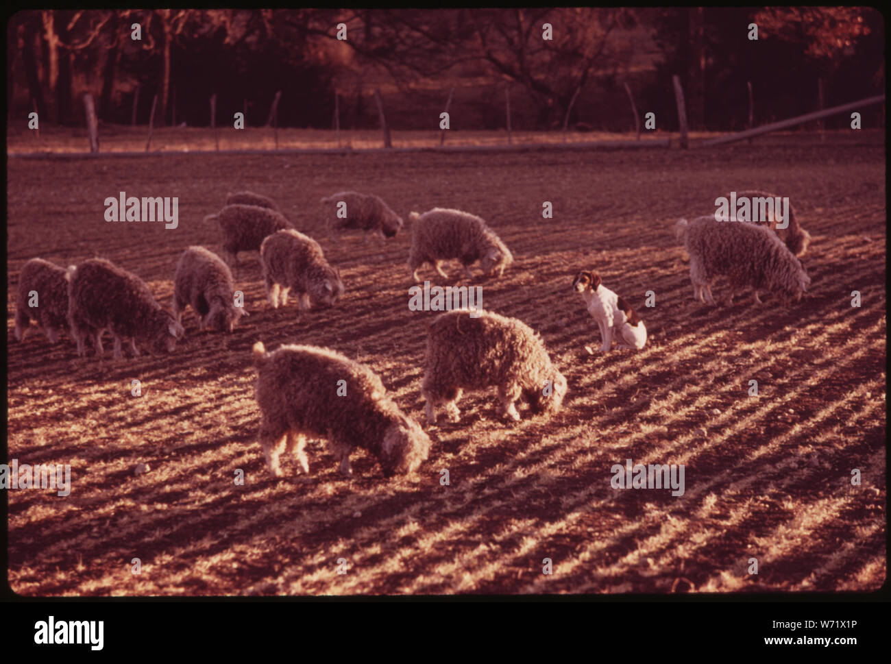 Texas wild goats hi-res stock photography and images - Alamy