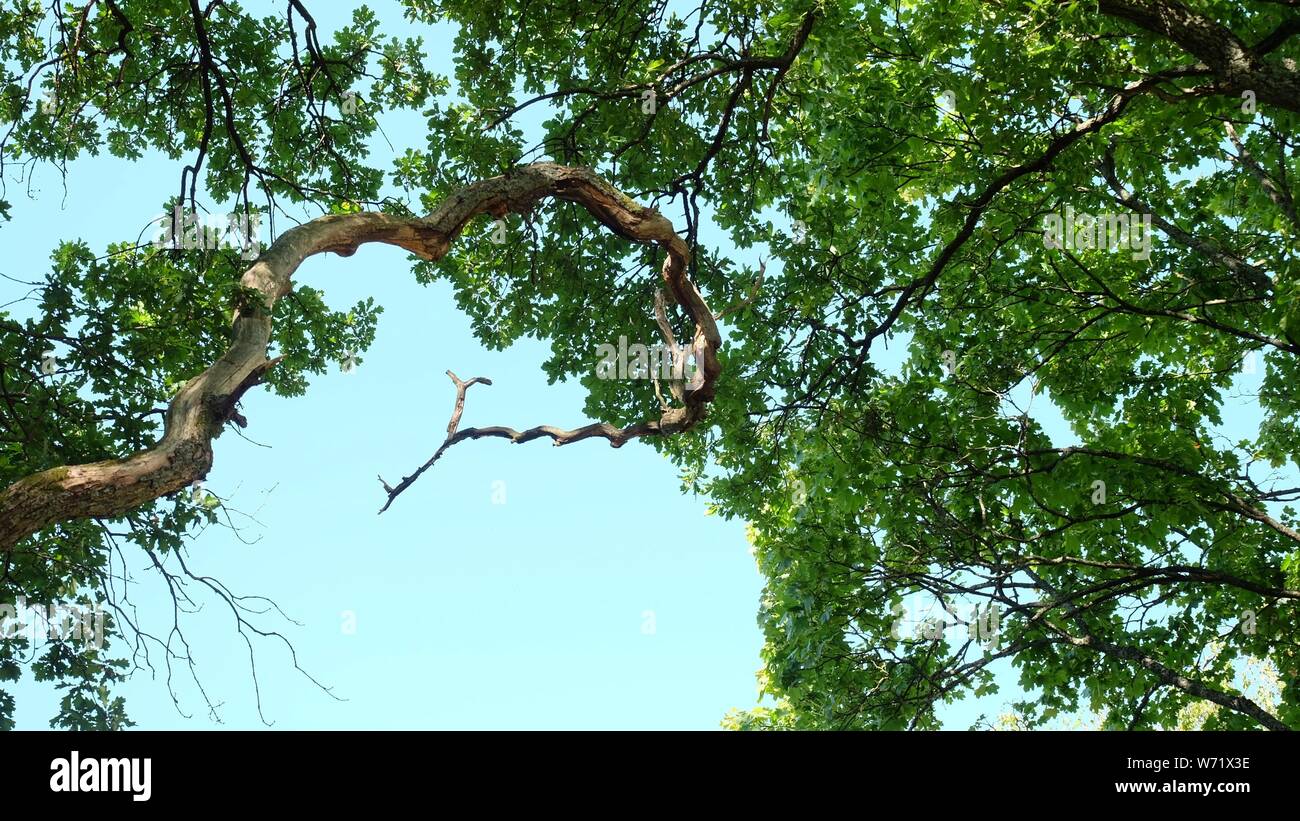 Oak tree branch with leaves Stock Photo - Alamy