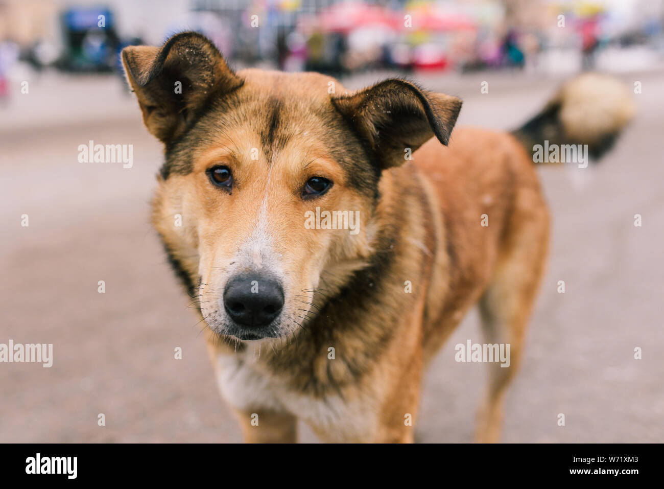Portrait of a stray dog Stock Photo - Alamy