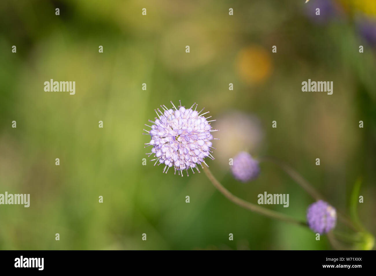 Devil's-bit scabious (Succisa pratensis Stock Photo - Alamy