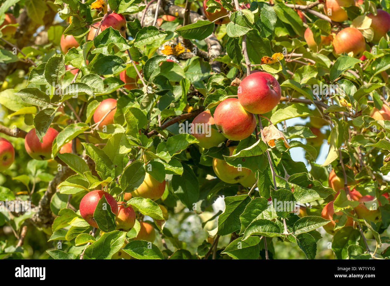 Organic apples hanging from a tree branch in an apple orchard Stock ...