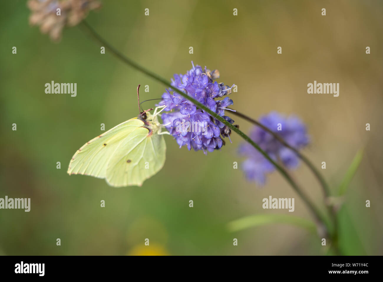 Common Brimstone (Gonepteryx rhamni) butterfly on a Devil's-bit ...