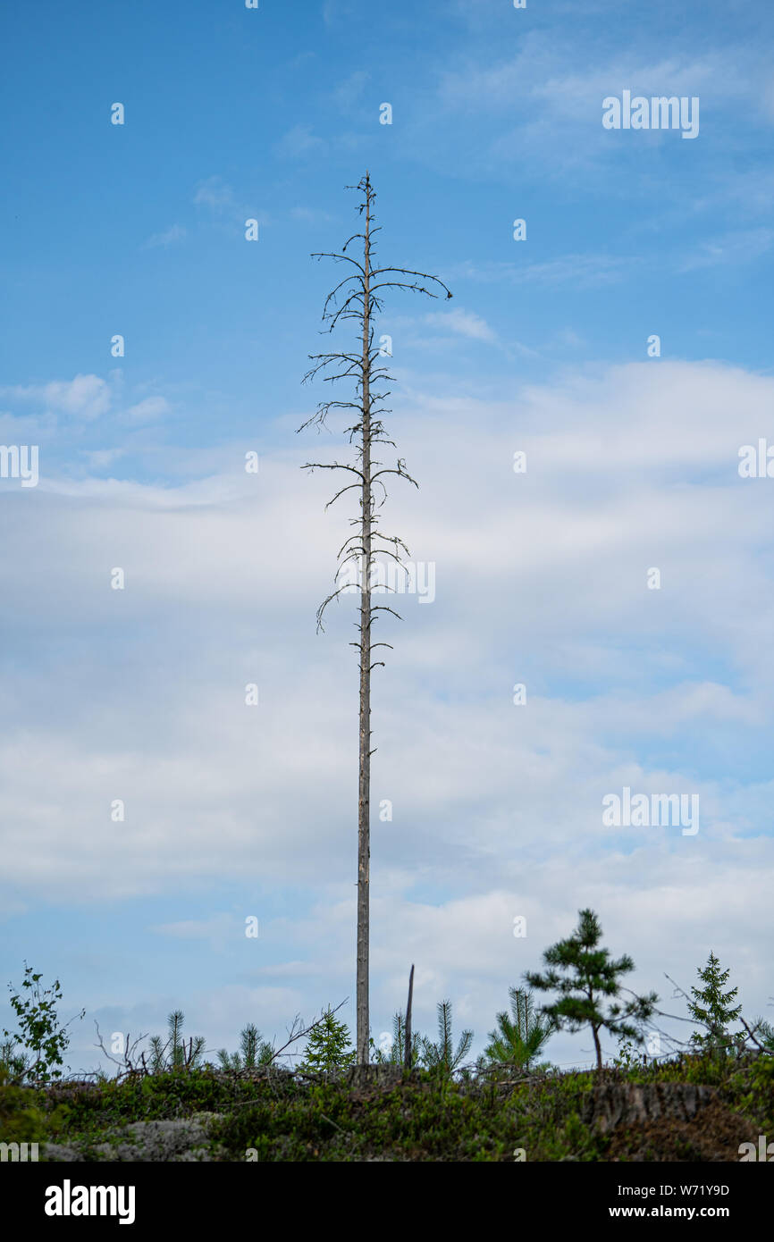Dead scots pine dead tree hi-res stock photography and images - Alamy