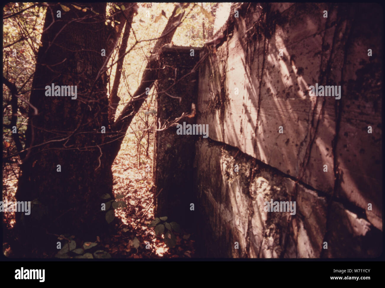 BED OF THE OHIO-ERIE CANAL LOCATED IN STUMPY BASIN IS OVERGROWN WITH ...