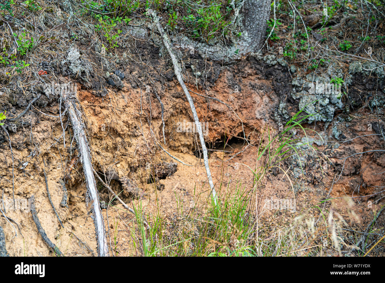 Otter holt hi-res stock photography and images - Alamy