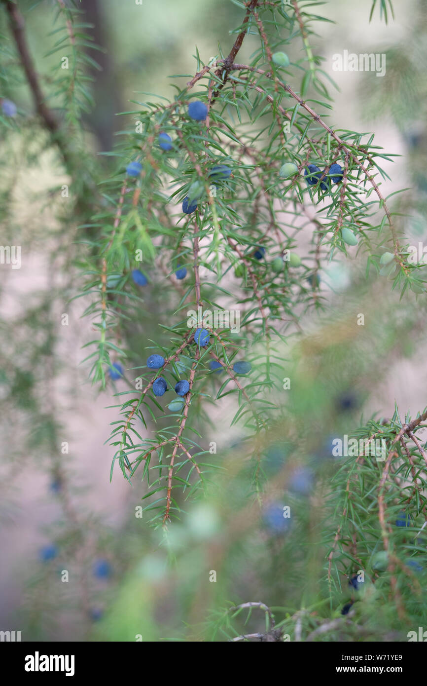 Communis tree hi-res stock photography and images - Alamy