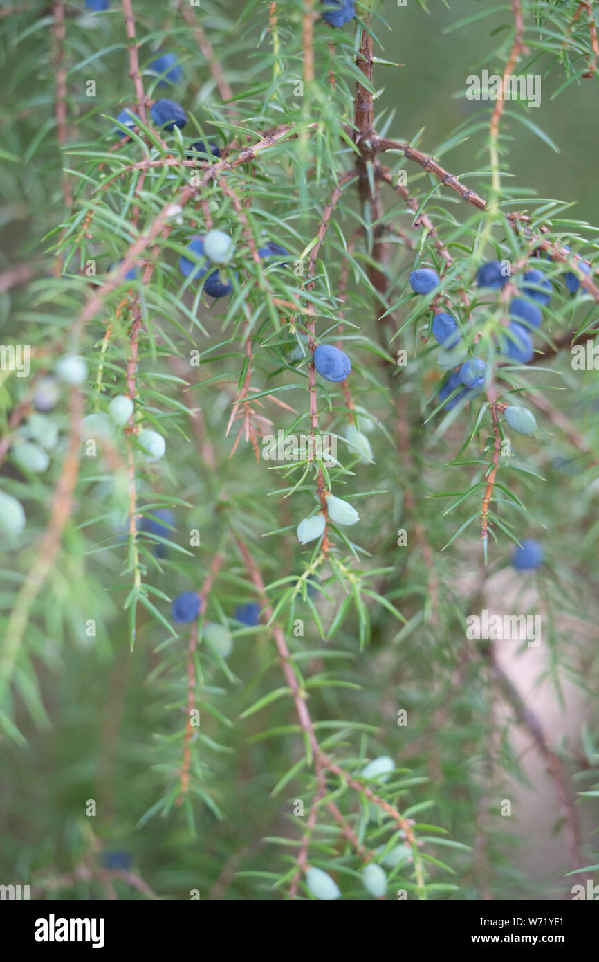 Communis tree hi-res stock photography and images - Alamy