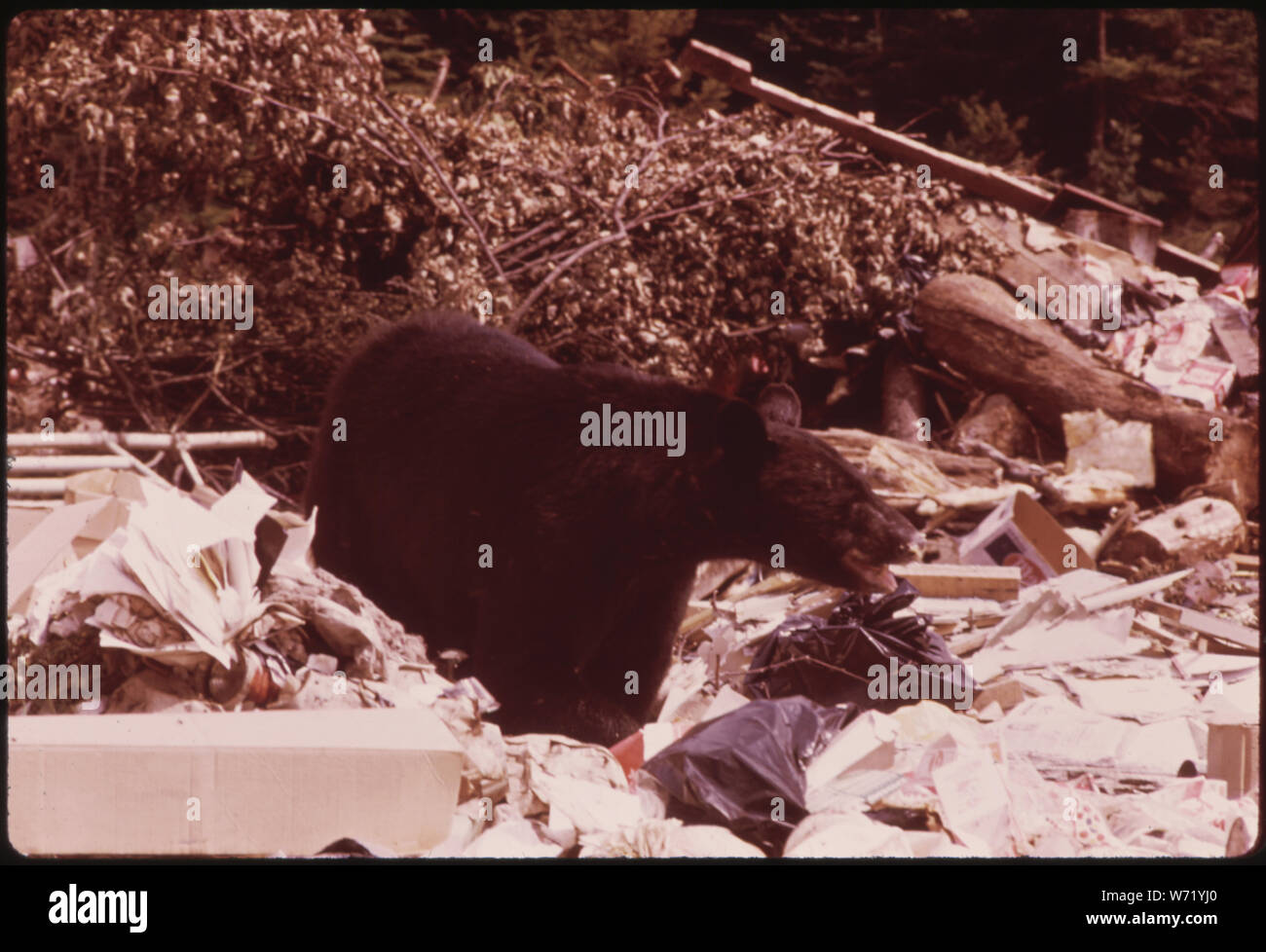 Black bear foraging in a garbage dump at big moose hi-res stock ...
