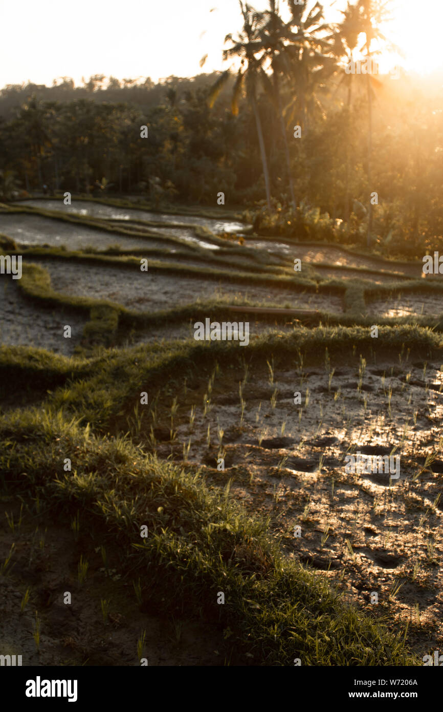 Foodprocess hi-res stock photography and images - Alamy