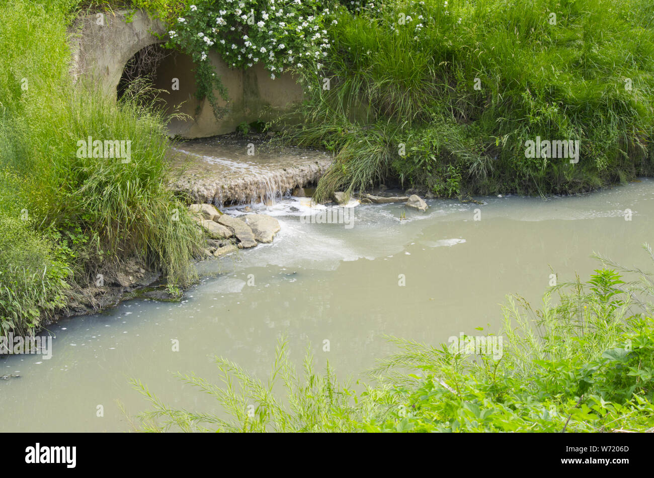 polluted water with flowers and grass Stock Photo - Alamy