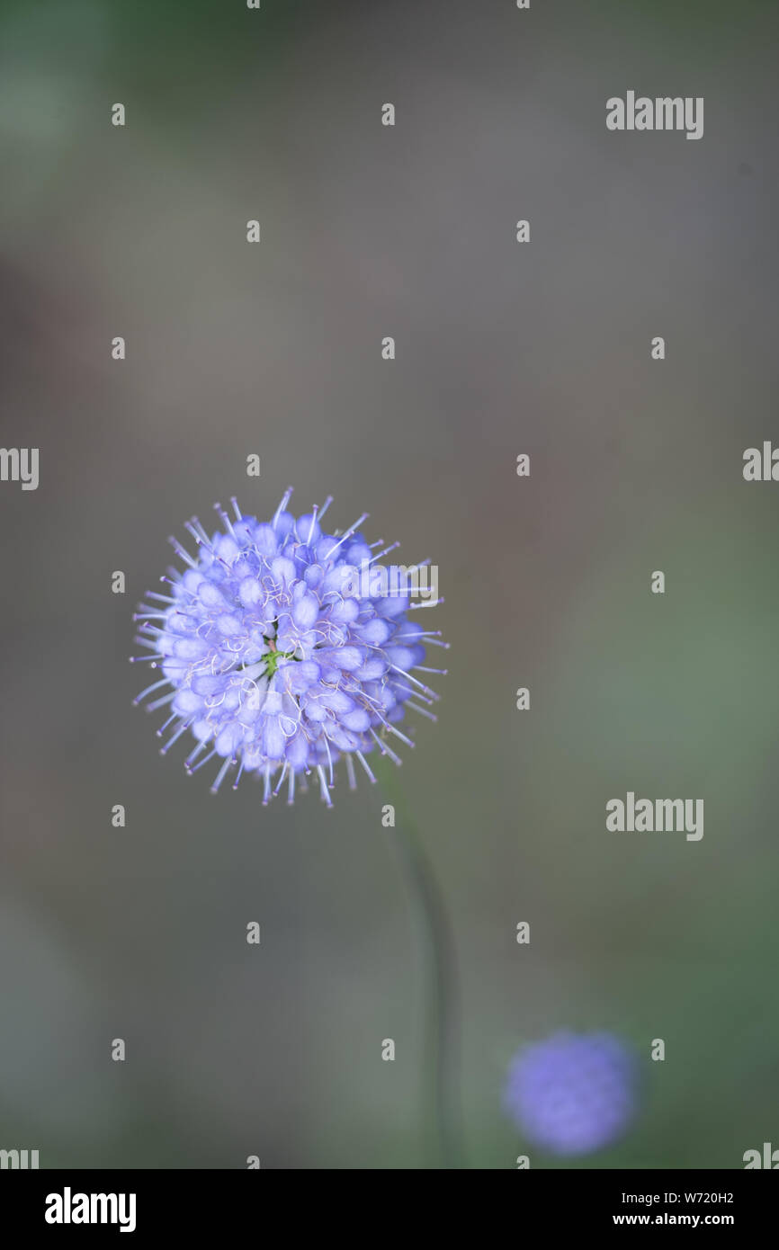 Devil's-bit scabious (Succisa pratensis Stock Photo - Alamy