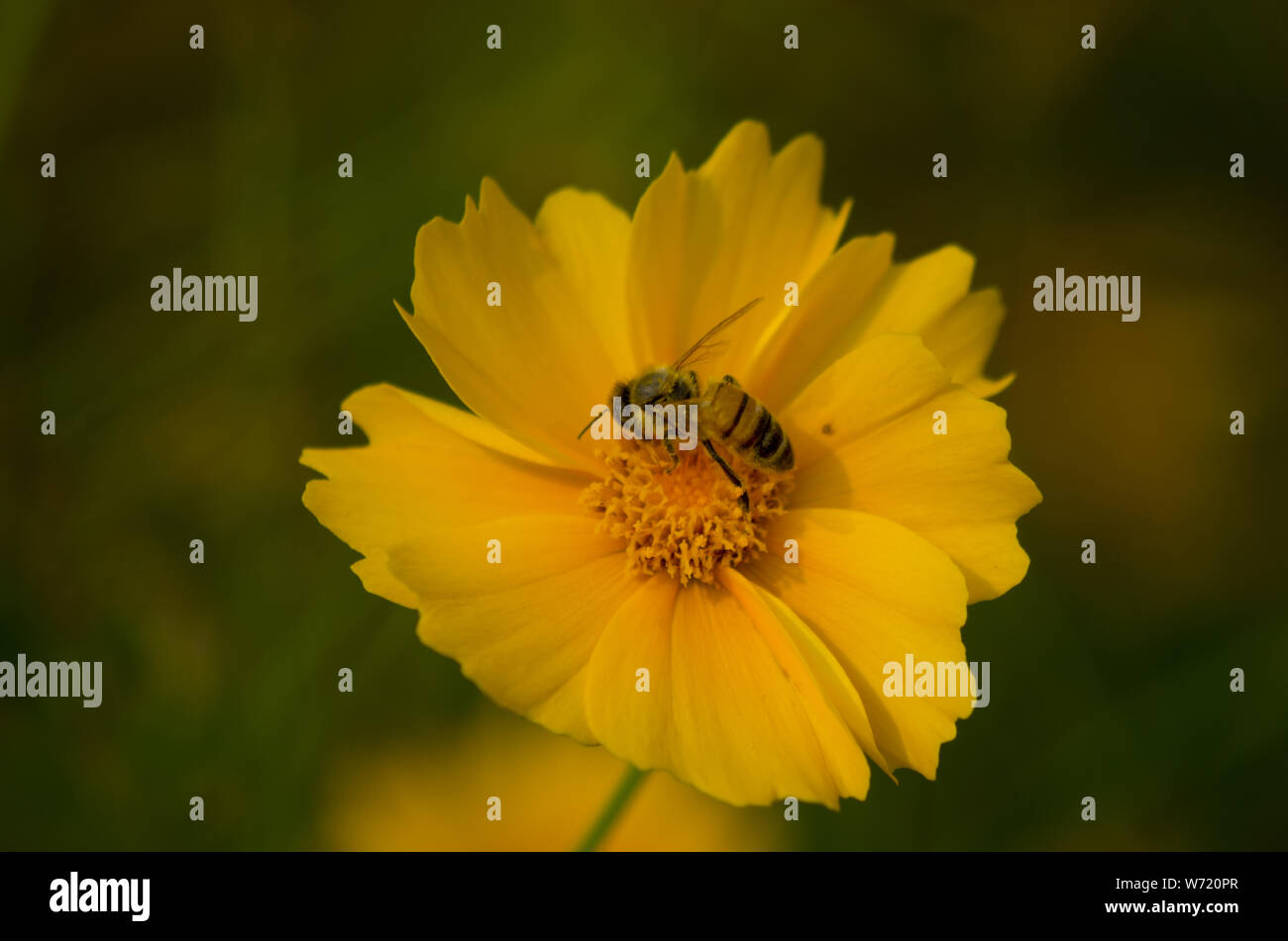 closeup of honey bee on yellow golden-wave daisy Stock Photo - Alamy