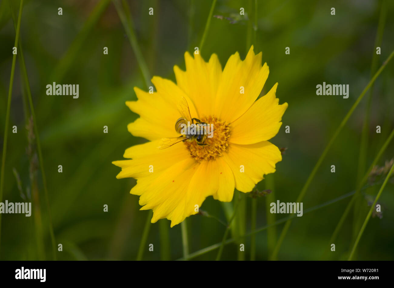 closeup of honey bee on yellow golden-wave daisy Stock Photo - Alamy