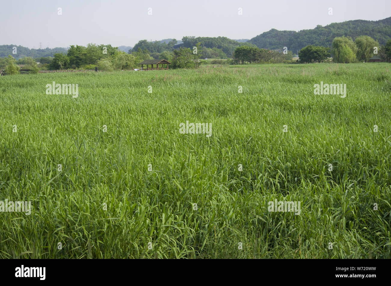 Reed filed hi-res stock photography and images - Alamy