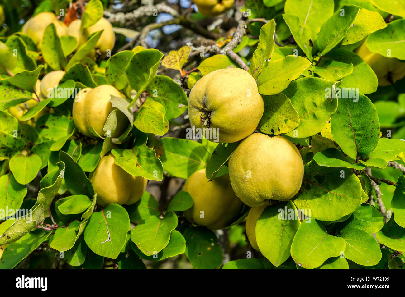 Delicious quince jam fruits hi-res stock photography and images - Alamy
