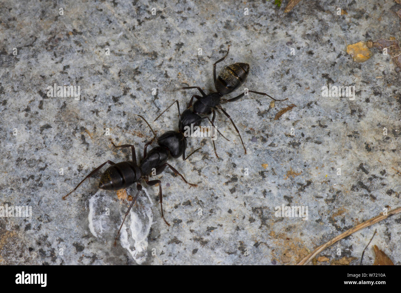 closeup of two ants on stone Stock Photo - Alamy