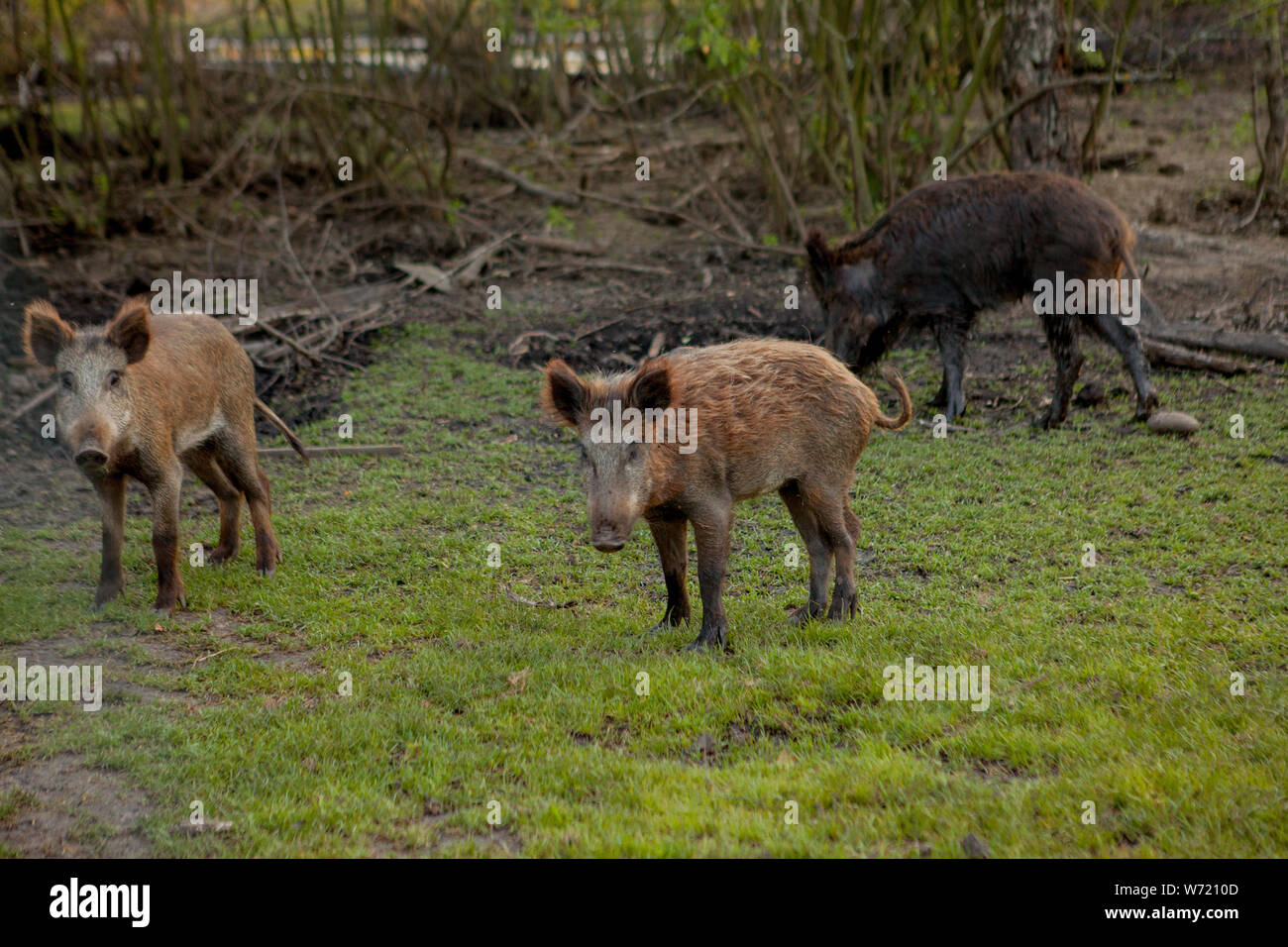 Family Group of Wart Hogs Grazing Eating Grass Food Together Stock ...