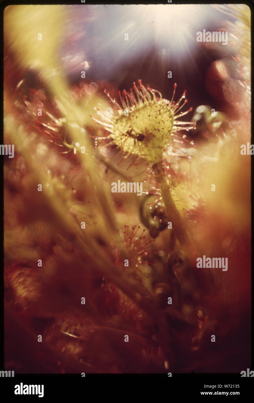 Carnivorous sundew plants in private forest preserve at green mountain ...