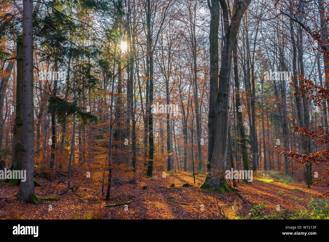 Magic atmosphere hi-res stock photography and images - Alamy