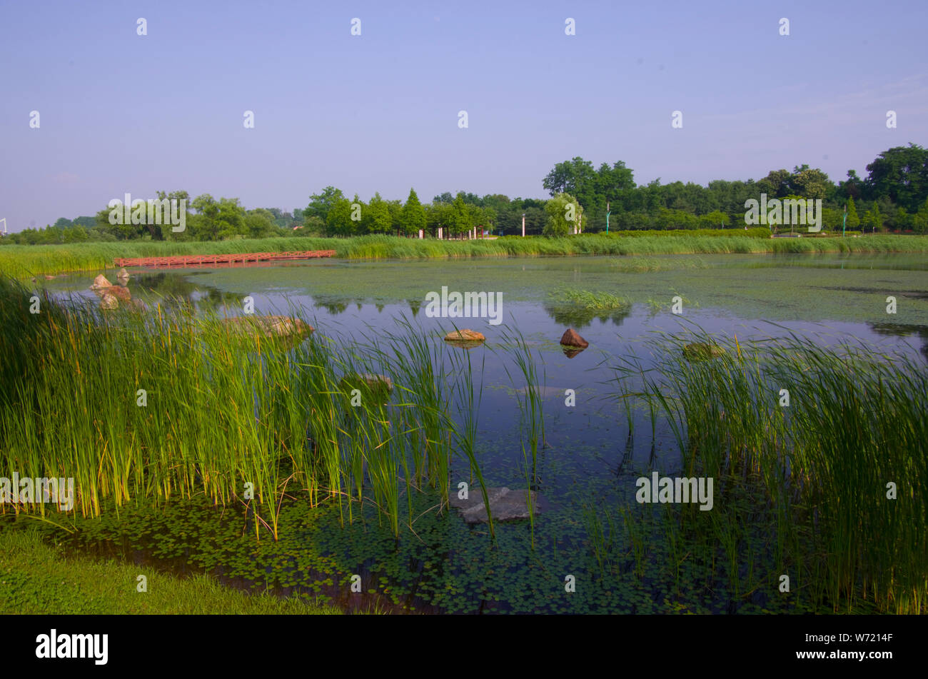 green reed in pond Stock Photo - Alamy