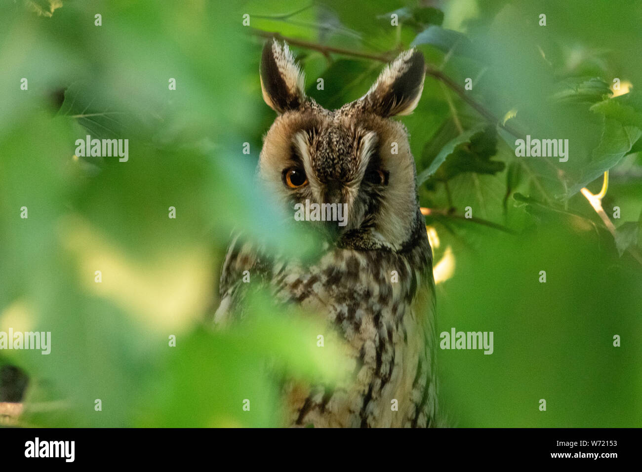 Long eared owl roosting in tree Stock Photo - Alamy