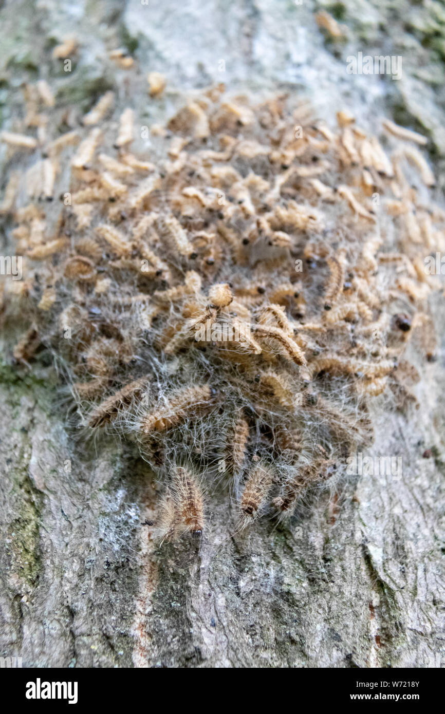 Oak processionary caterpillar nest on oak tree Stock Photo - Alamy