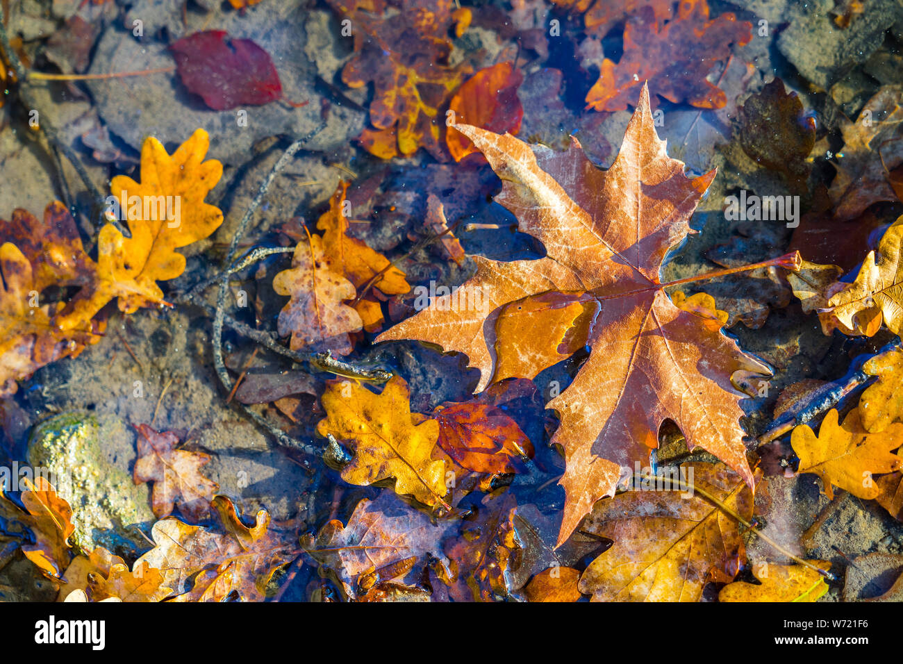Foliage in water hi-res stock photography and images - Alamy