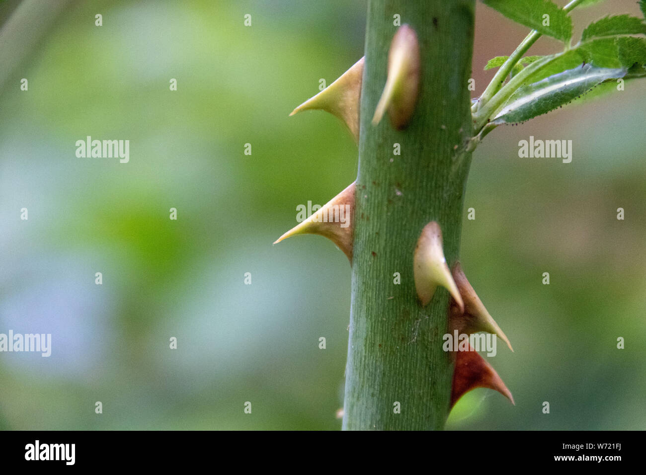 Thorn on bramble hi-res stock photography and images - Alamy