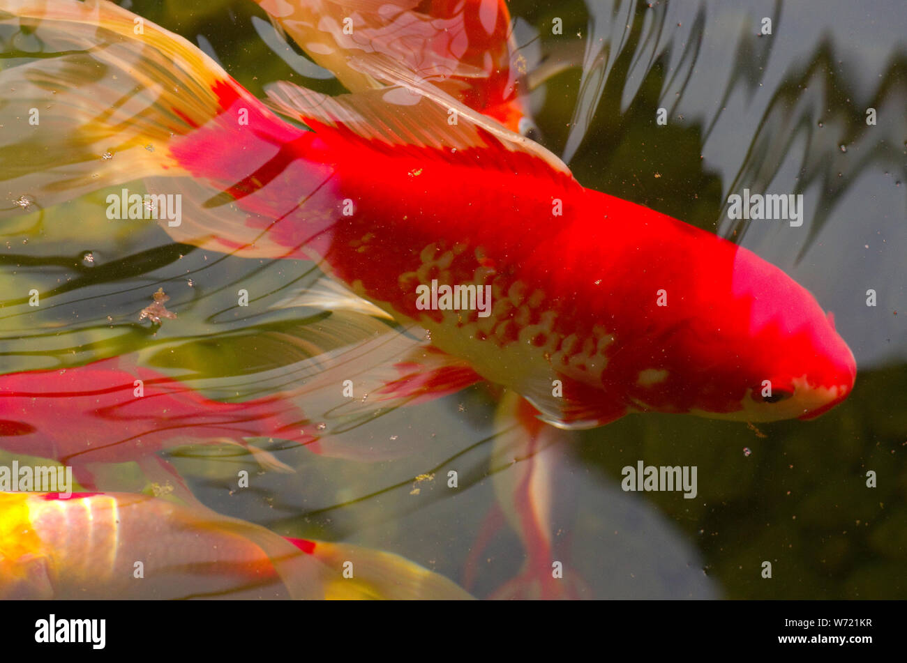 Gold fish in pond hi-res stock photography and images - Alamy