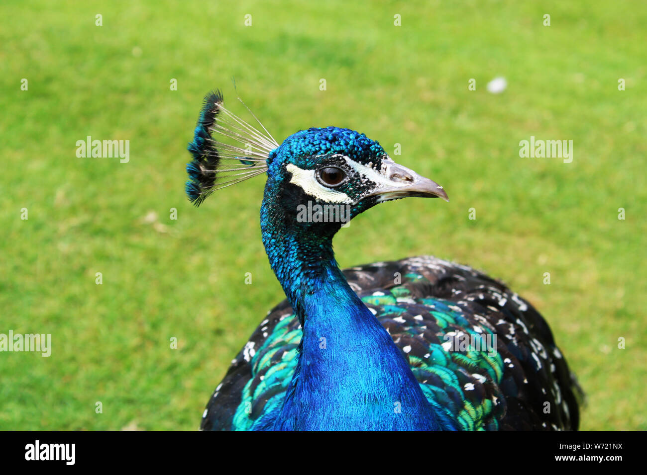 Peacock face hi-res stock photography and images - Alamy
