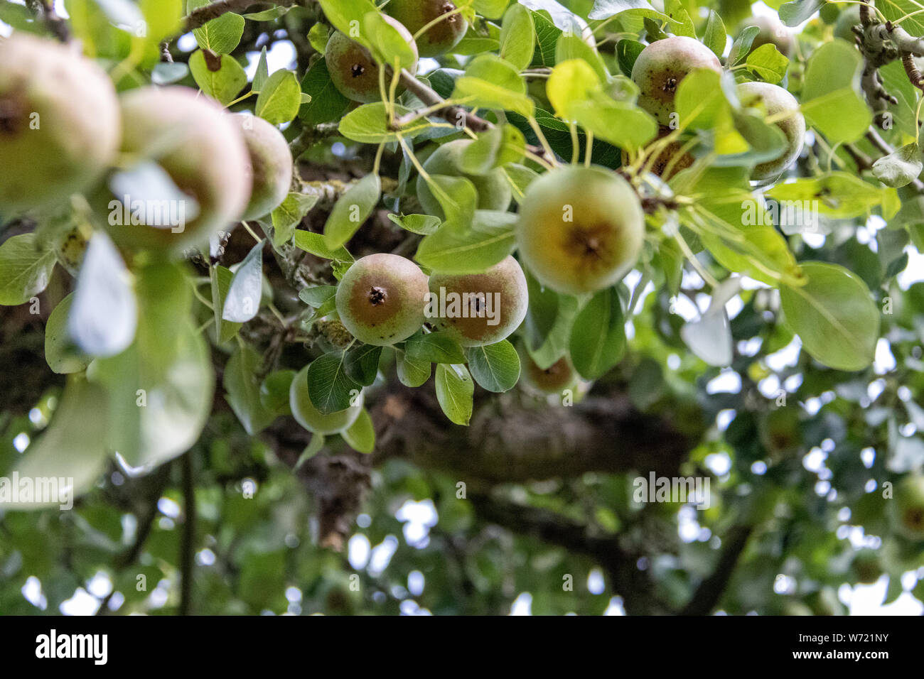 Pear on trees Stock Photo - Alamy