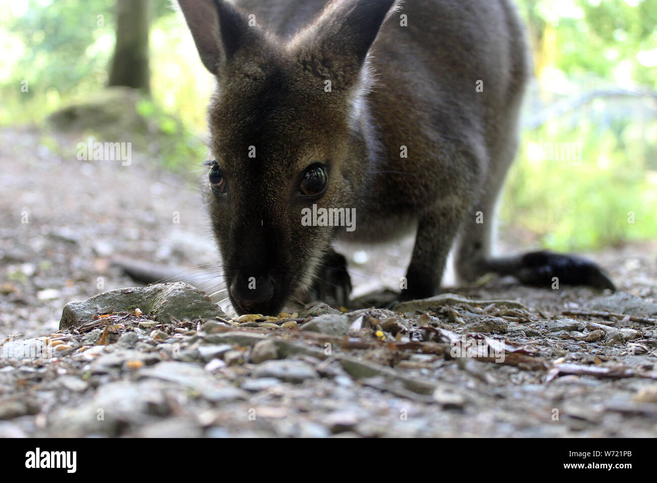 Wallaby eating hi-res stock photography and images - Alamy