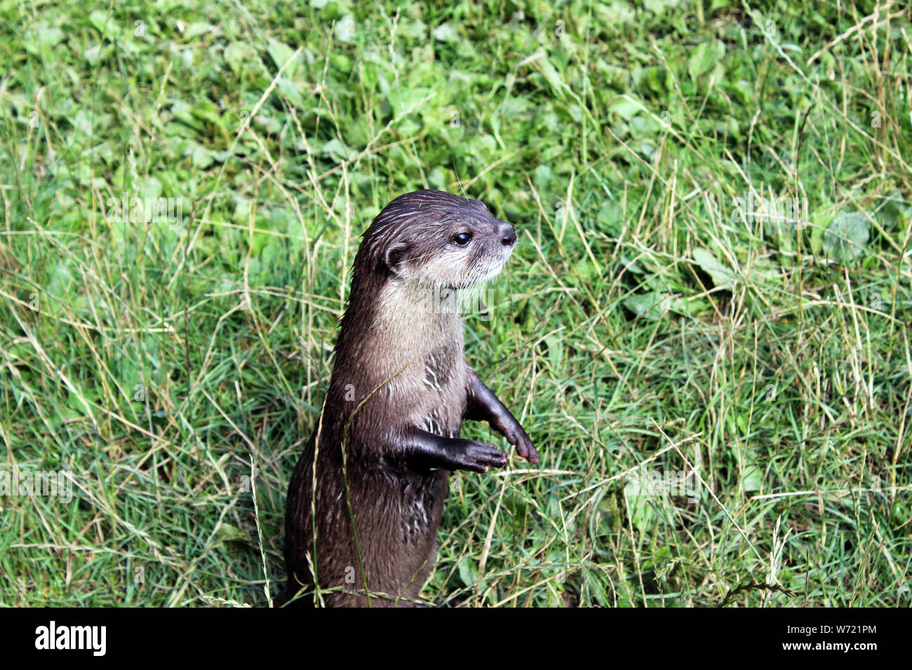 Otter looking out Stock Photo - Alamy