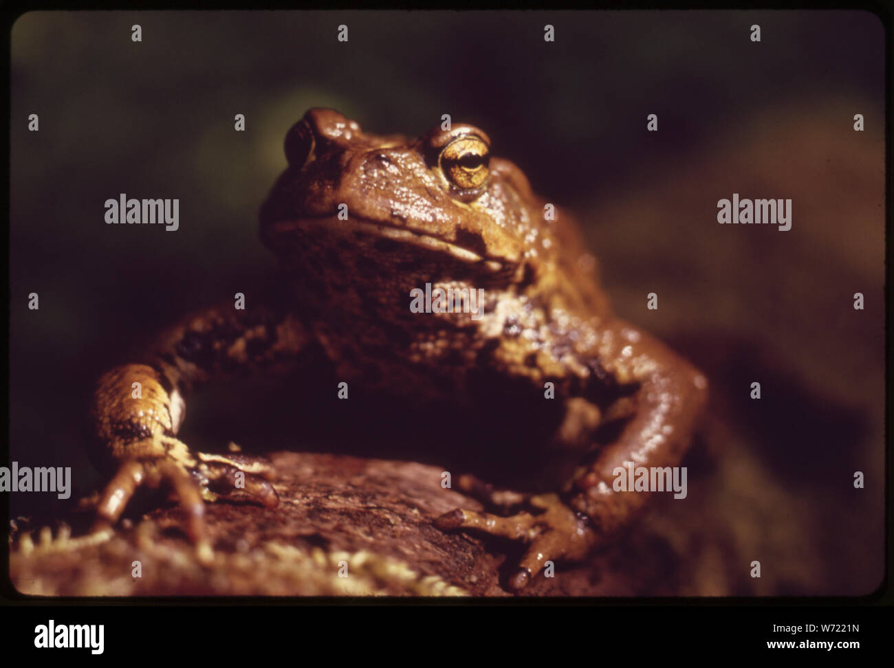 CLOSEUP OF A TOAD IN THE QUEETS RIVER VALLEY OF OLYMPIC NATIONAL PARK ...