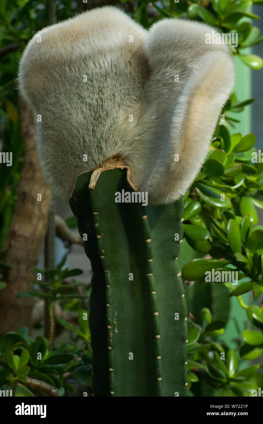 Long cactus hi-res stock photography and images - Alamy