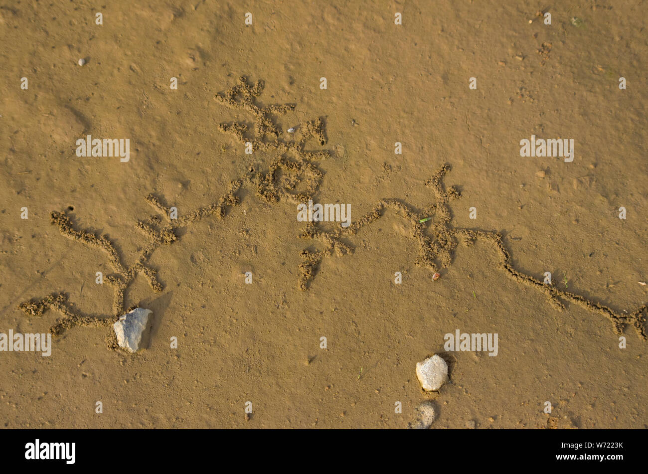 bug trail on ground Stock Photo - Alamy