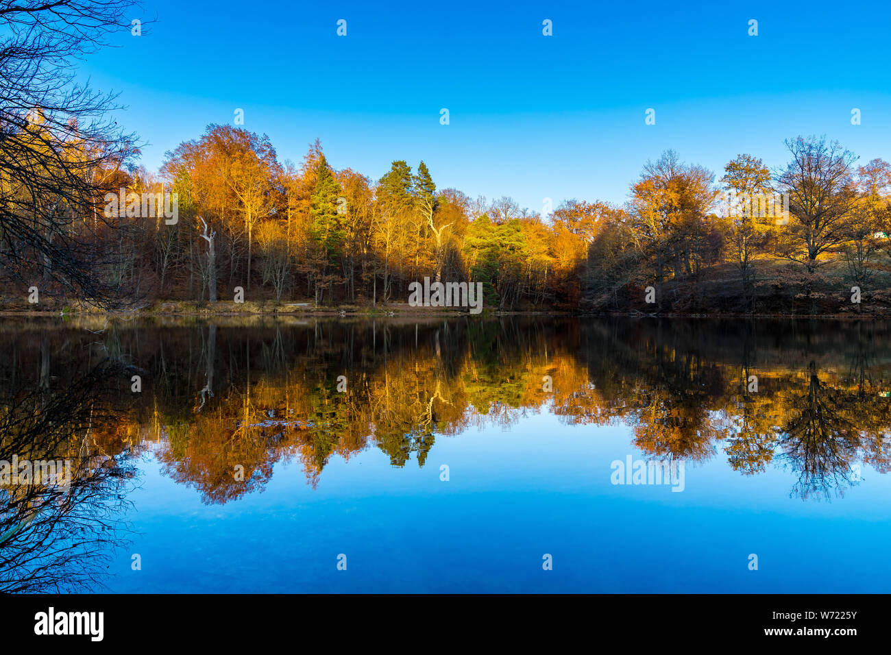 Perfect silent lake water reflecting autumnal colorful trees of ...