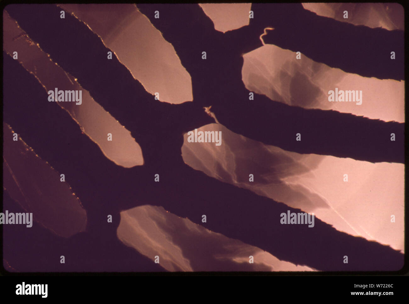 Fern spores hi-res stock photography and images - Alamy